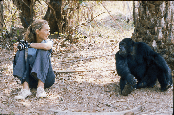 Jane Goodall: Warisan Ilmiah dan Keteguhan Jiwa (1934–2025 ...